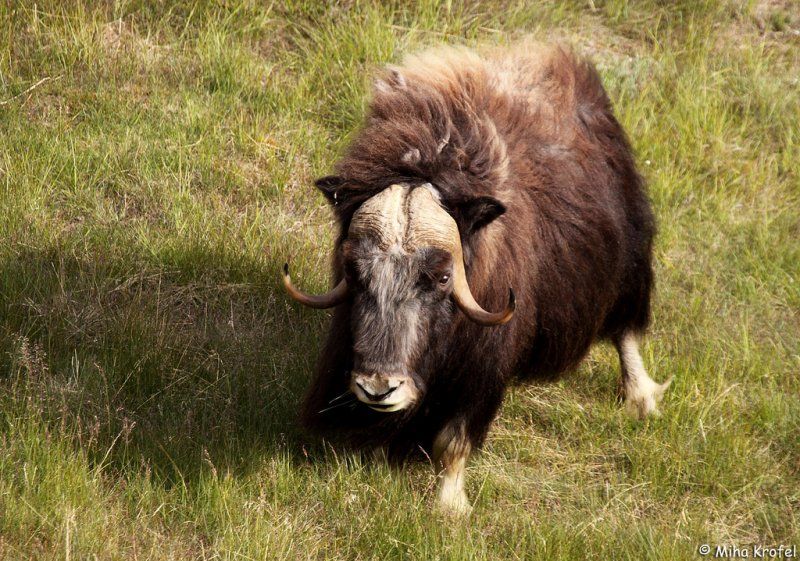 Misk sığırlarının ilginç savunma taktiği | Ensonhaber