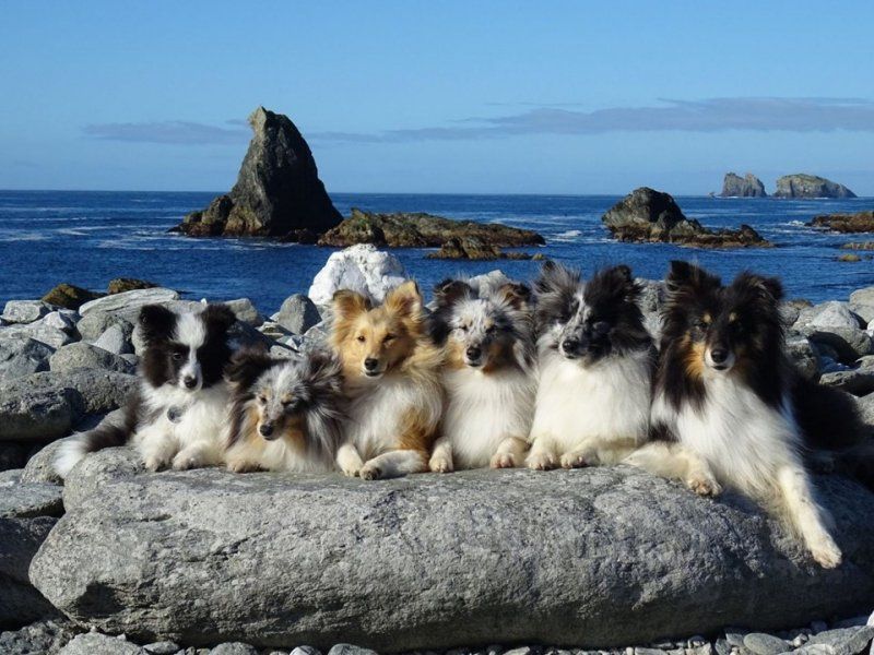 İskoçya’da yaşayan Kaylee Robertson'ın muhteşem köpekleri | Ensonhaber