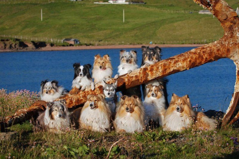 İskoçya’da yaşayan Kaylee Robertson'ın muhteşem köpekleri | Ensonhaber