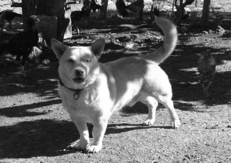 Türkiye'ye ait köpek türleri | Ensonhaber