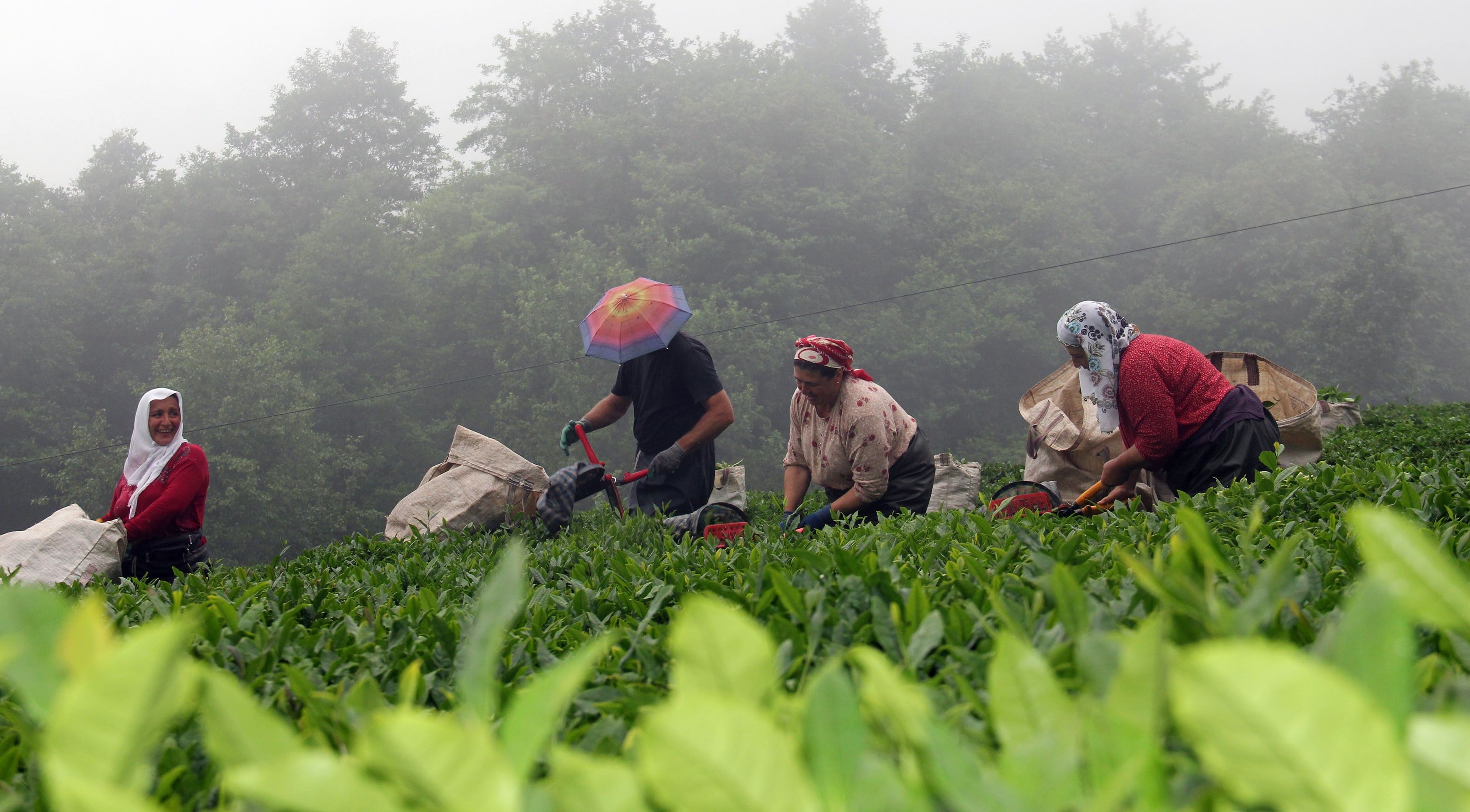 Kemençeli horonlu çay hasadı | Ensonhaber
