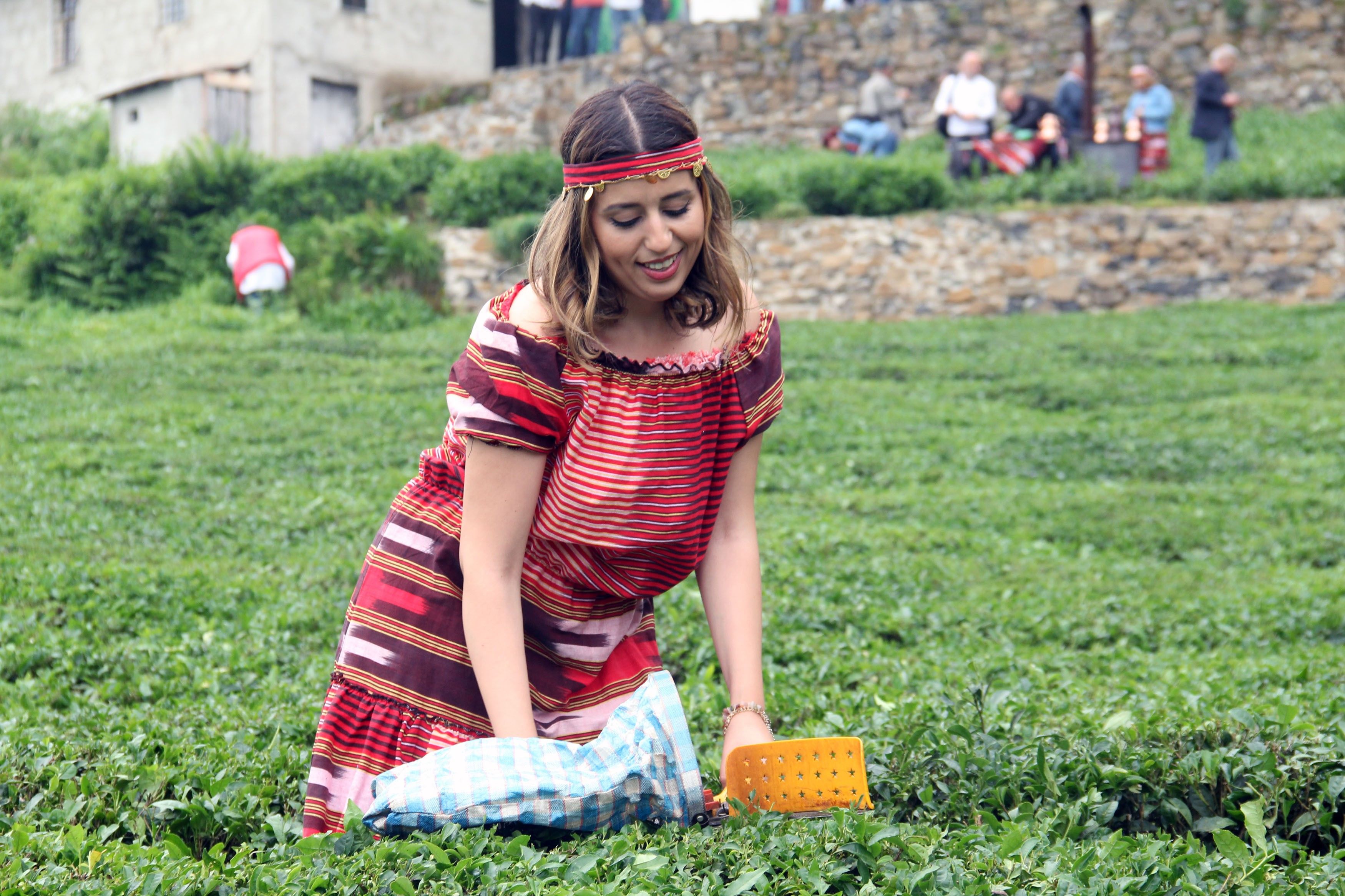 Kemençeli horonlu çay hasadı | Ensonhaber