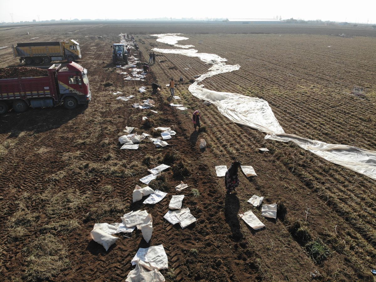 Konya'da ocak ayında havucun elle sökümü yapılıyor