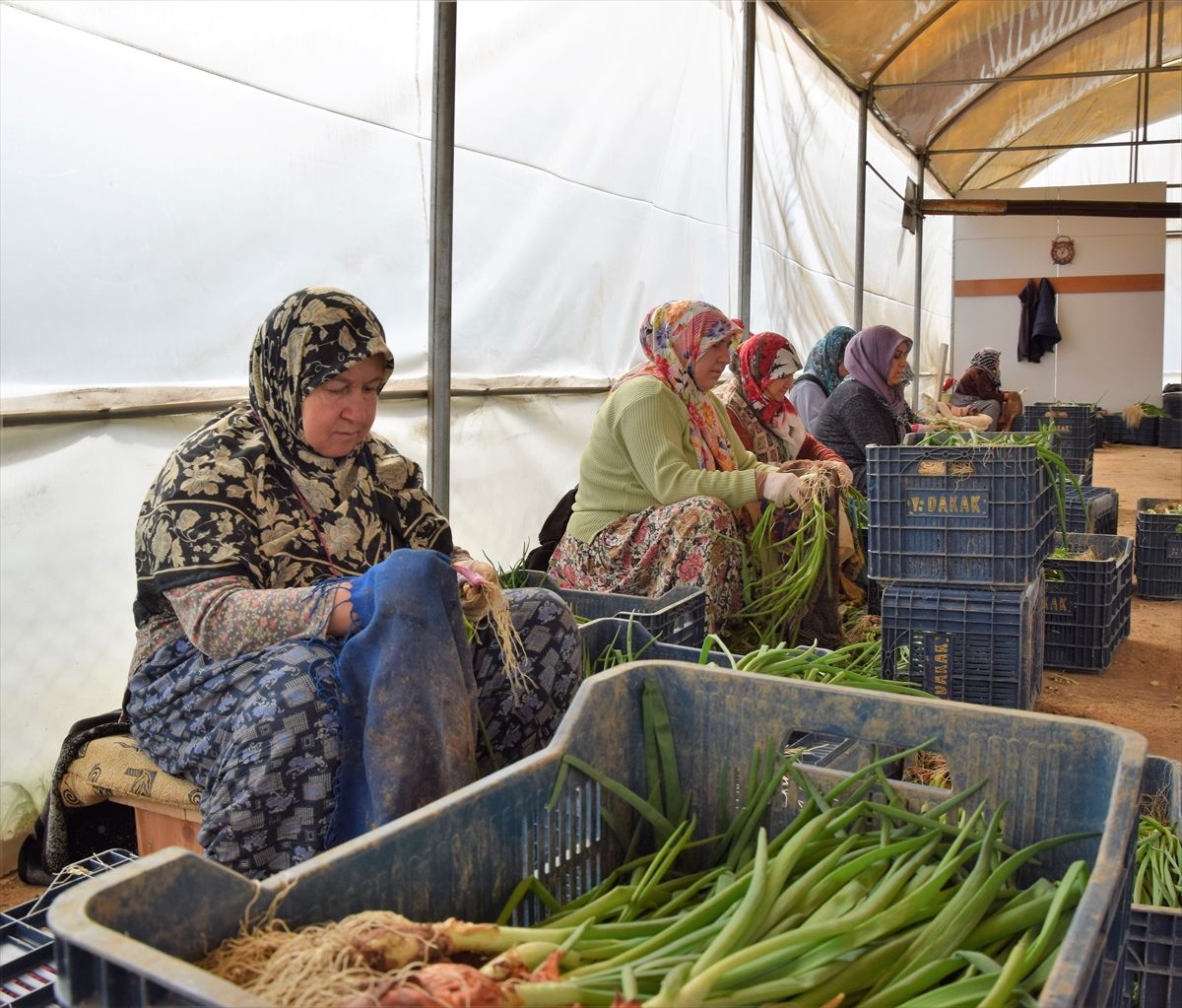 Bilecik'te kışlık sebzelere talep azaldı