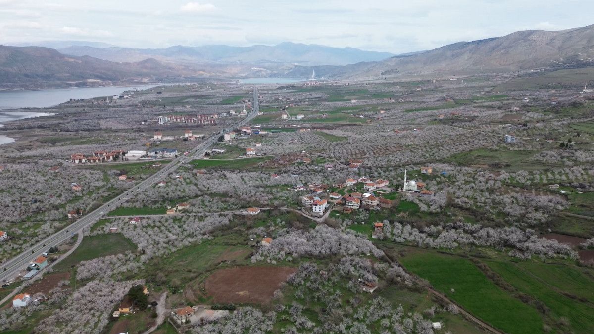 Depremin vurduğu Malatya'da, kayısı ağaçları çiçeklendi