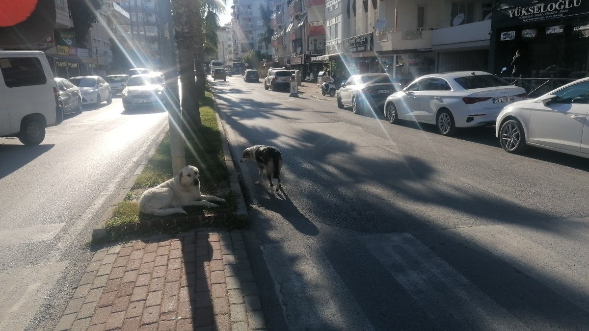 Antalya'da sokak köpeği kazaya neden oldu Antalya'da sokak köpeği kazaya neden oldu