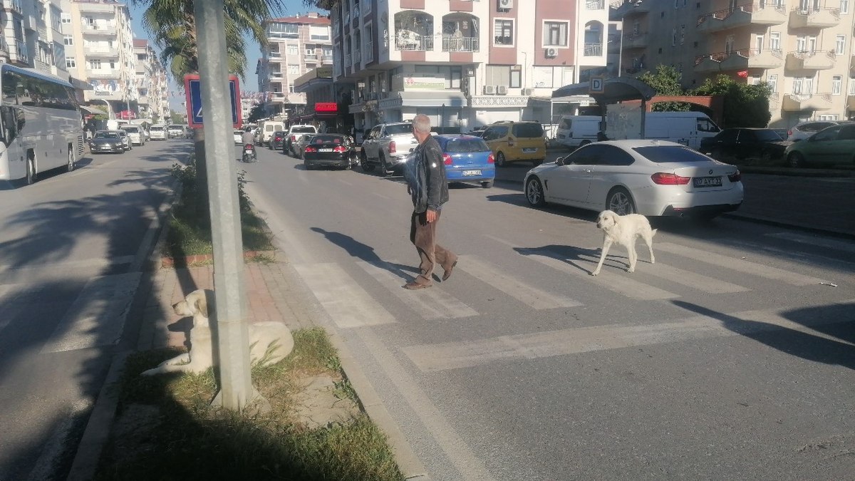 Antalya'da sokak köpeği kazaya neden oldu Antalya'da sokak köpeği kazaya neden oldu