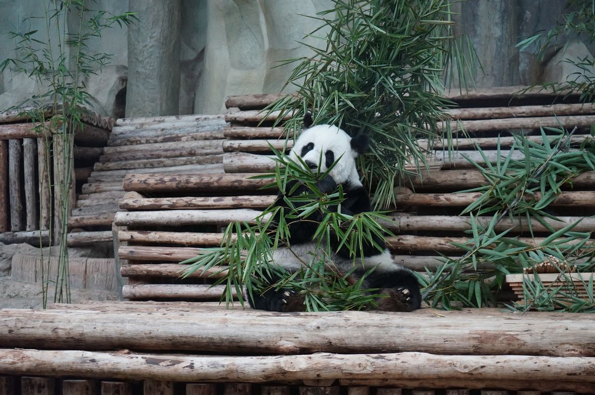 Tayland'da dev panda Lin Hui, 21 yaşında hayatını kaybetti