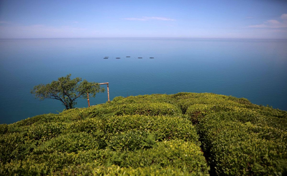 Doğu Karadeniz’de çay hasadı dönemi yaklaşıyor