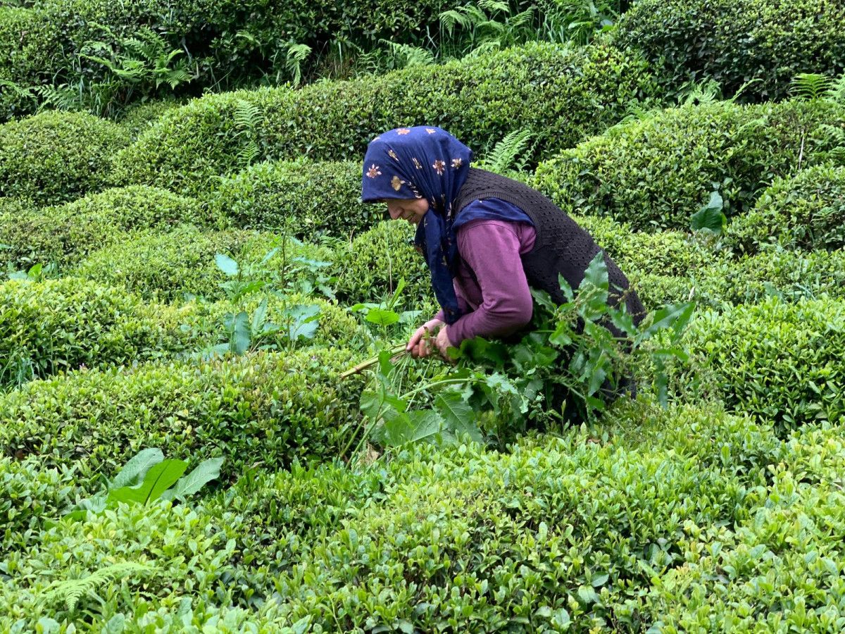 Doğu Karadeniz’de çay hasadı dönemi yaklaşıyor