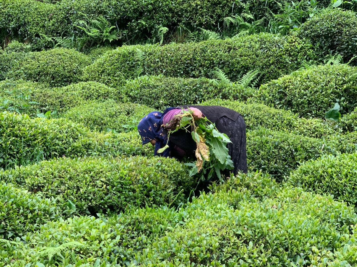 Doğu Karadeniz’de çay hasadı dönemi yaklaşıyor