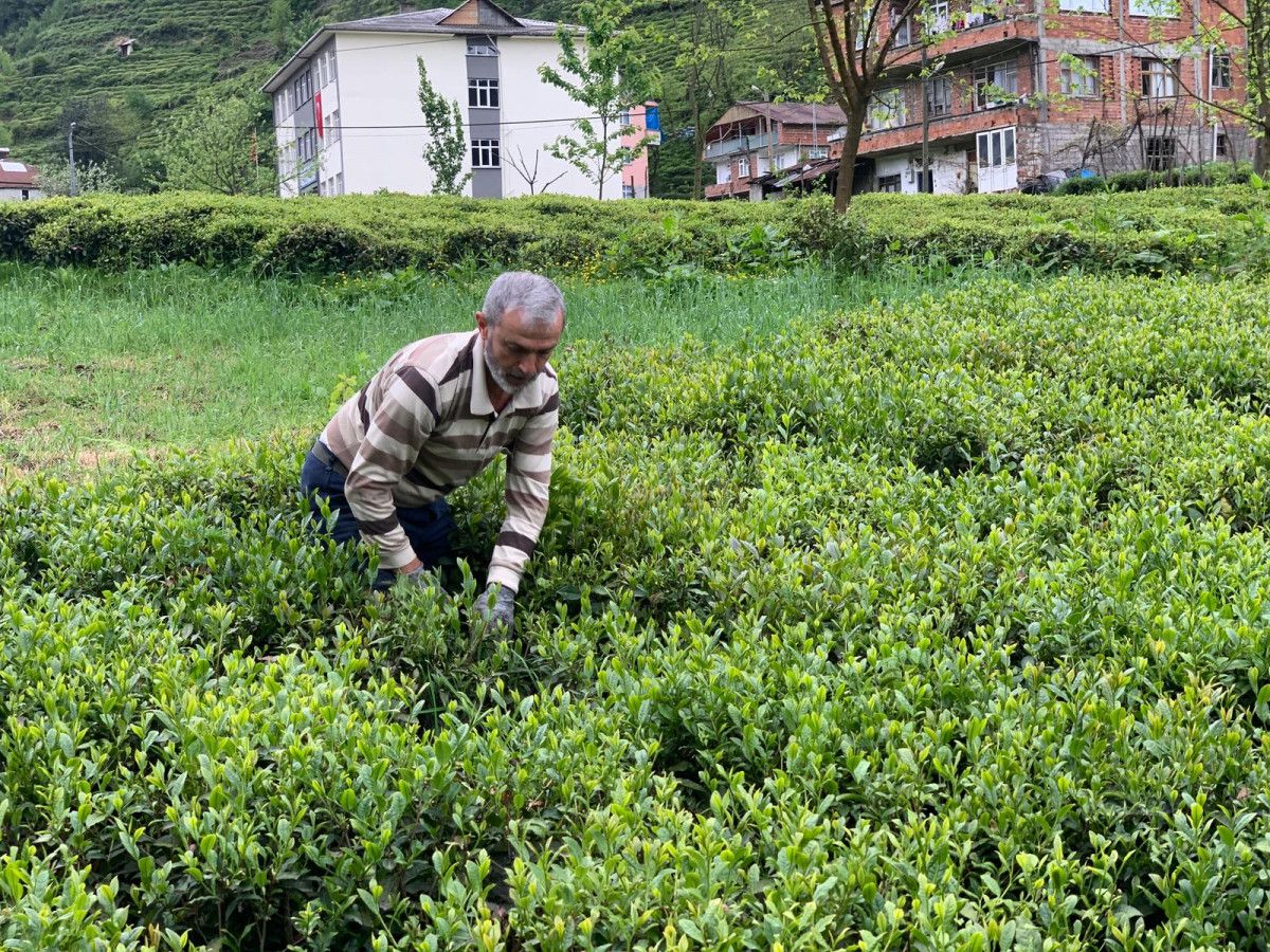 Doğu Karadeniz’de çay hasadı dönemi yaklaşıyor