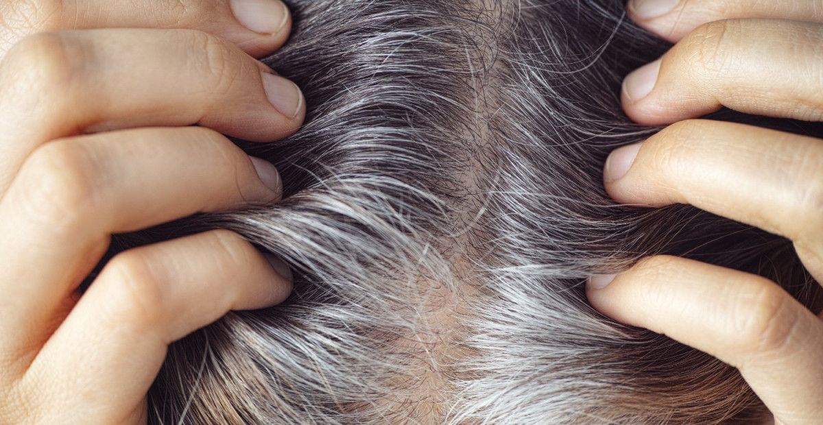 Saç beyazlamasını önlüyor! İbn-i Sina'nın binlerce yıllık mucizevi ...