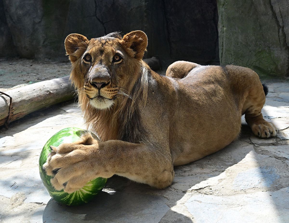Nesli tükenme tehdidi altındaki beyaz aslanlardan 6'sı İstanbul'da ...