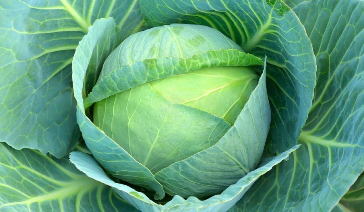 Sıcak lahana yapraklarının mucize etkisi! Dizlerinize sarıp 1 saat ...