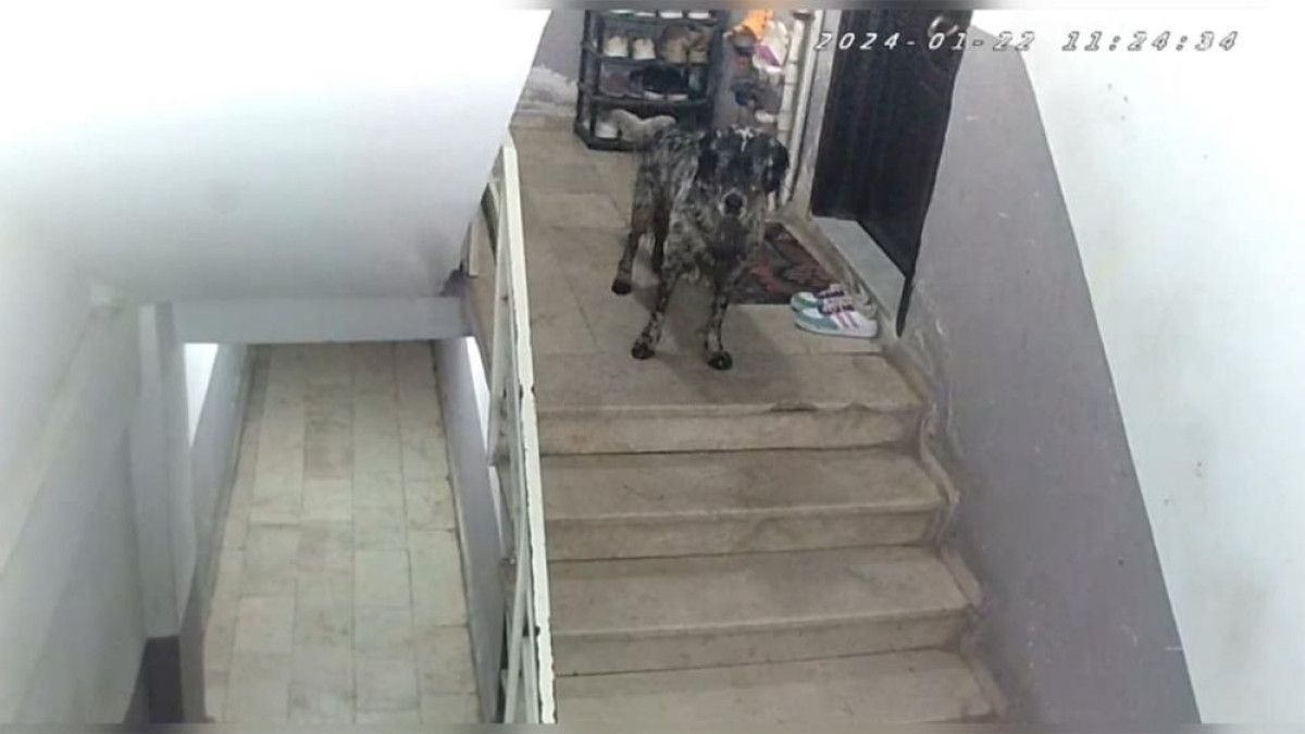 Sinop'ta binaya giren köpekler misafirin ayakkabısını çaldı
