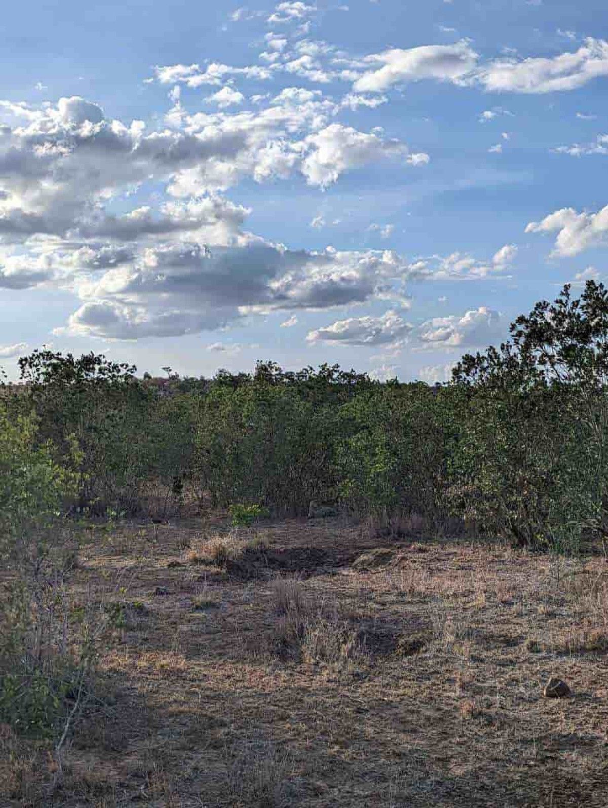 IQ’su 120 olanlar resimdeki leoparı 8 saniyede şıp diye buluyor ...