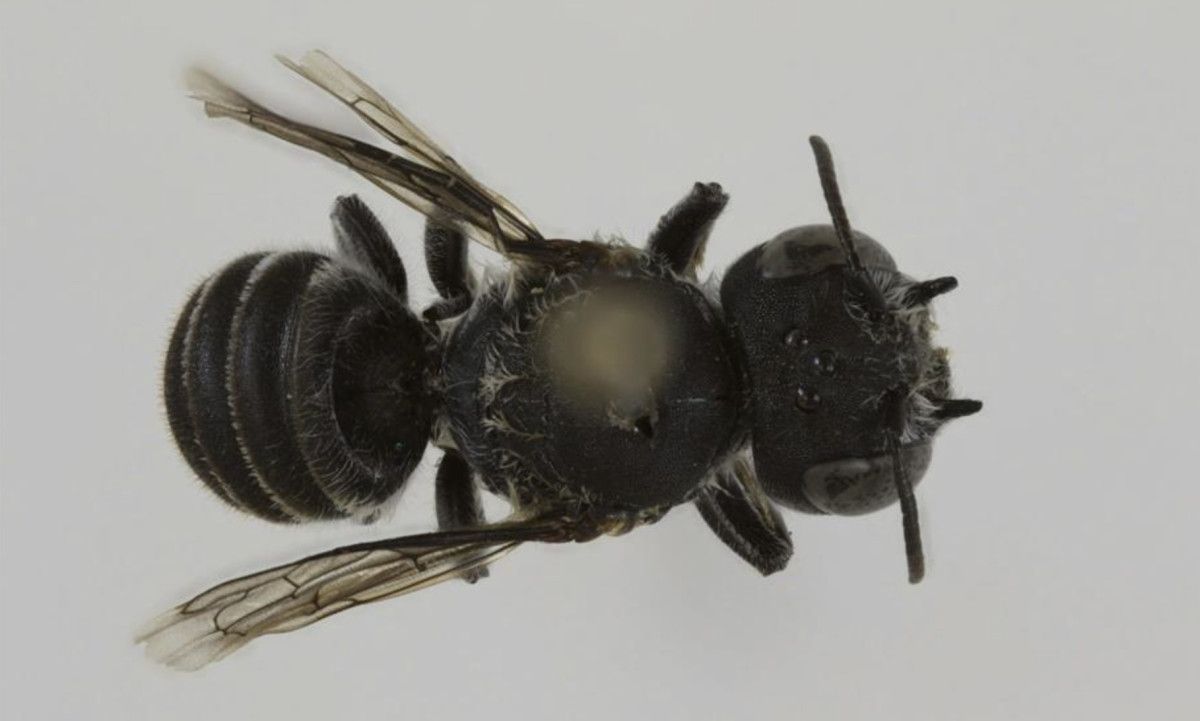 Avustralya’da şeytan boynuzlu yeni arı türü keşfedildi: Lucifer - Dünya ...