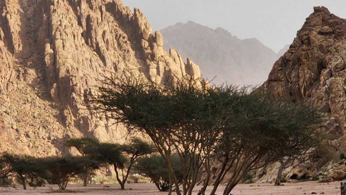 Mekke ve Medine'de yağış sonrası doğa yeşillendi - En Son Haber