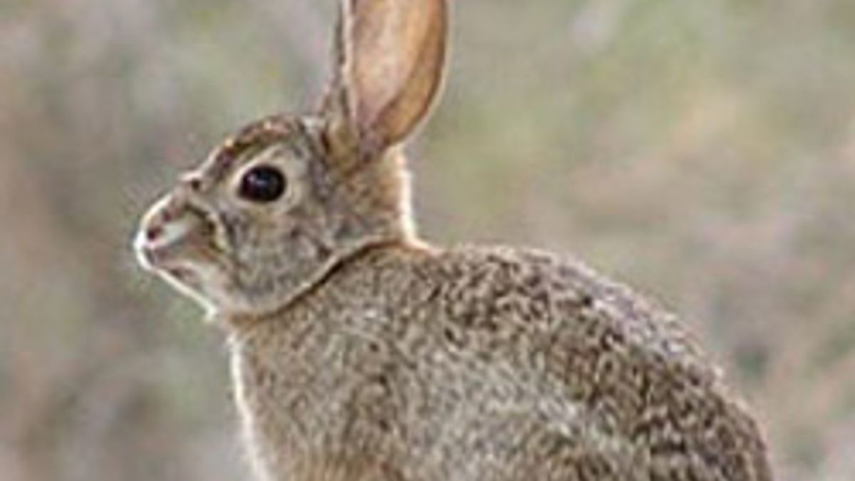 Klon tavşan biyolojik testten geçti