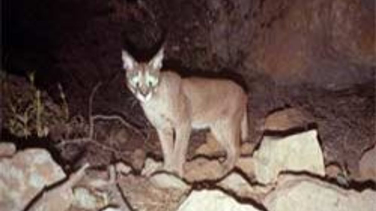 Karakulak 13 yıl sonra ilk kez görüntülendi - Galeri