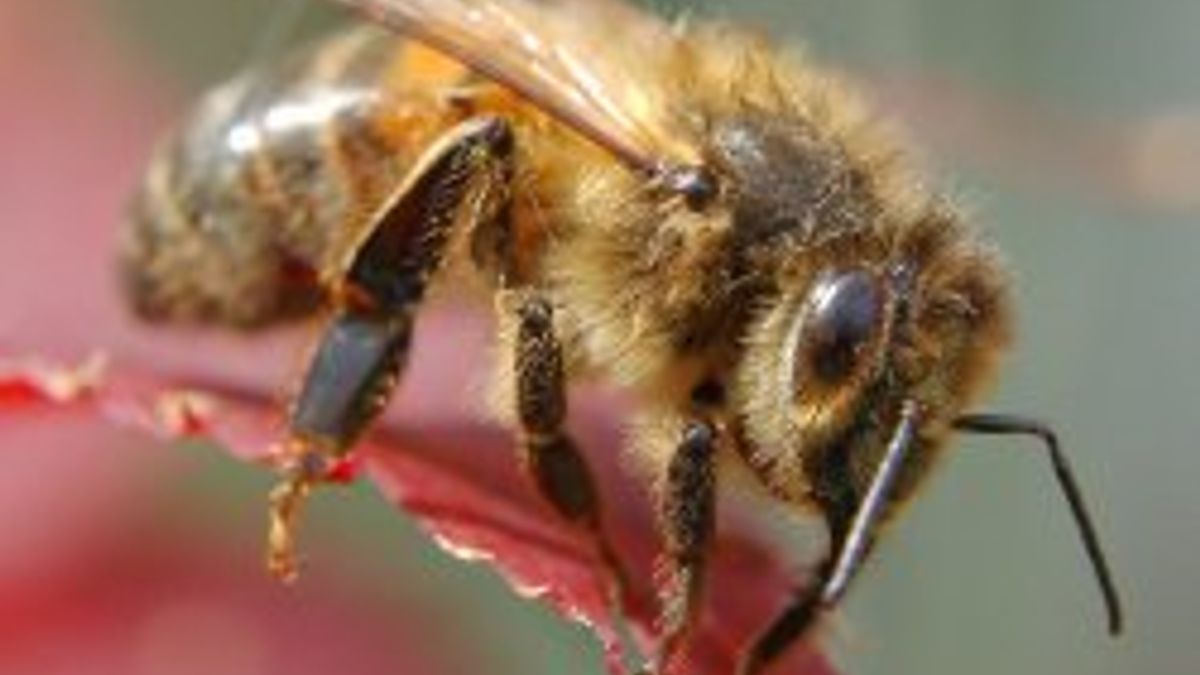 Arı sokması ve müdahale yöntemleri