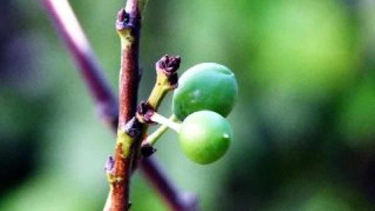 Marmaris'te badem çiçek açtı Bodrum'da erik meyve verdi