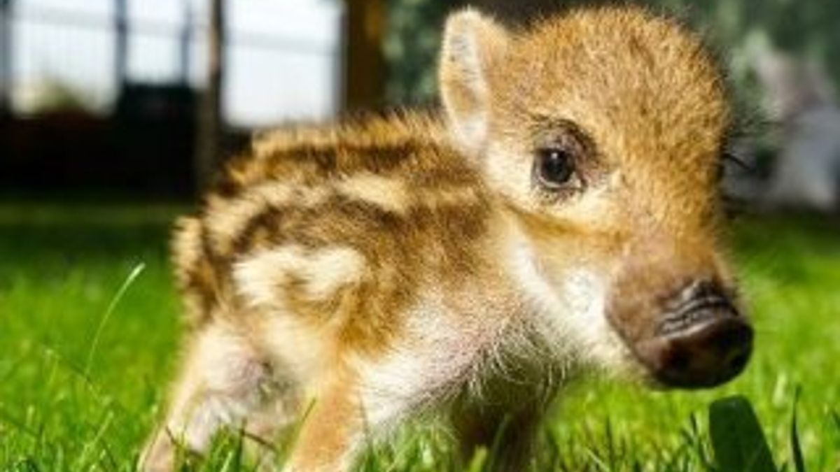 Bursa'da bulunan yavru domuz koruma altına alındı