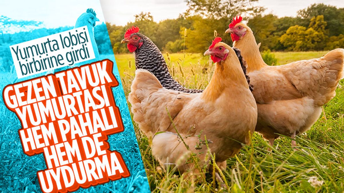 Yumurta üreticisinden gezen tavuk yumurtası uyarısı