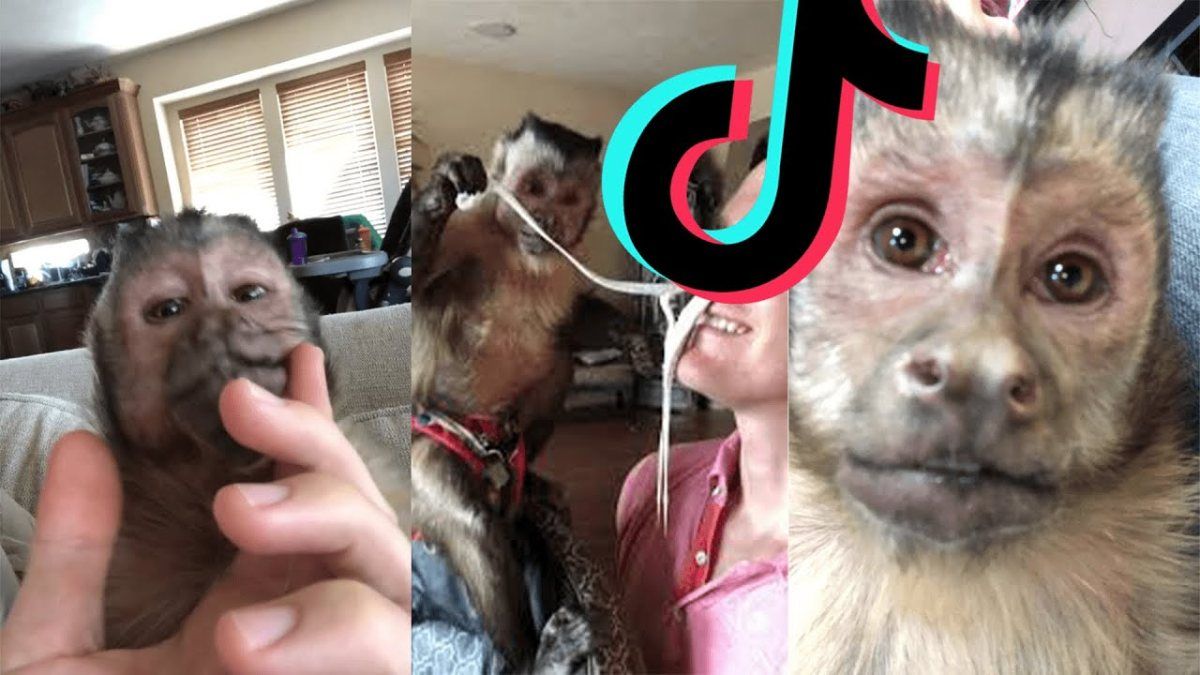 17,7 milyon takipçili fenomen maymun George hayatını kaybetti