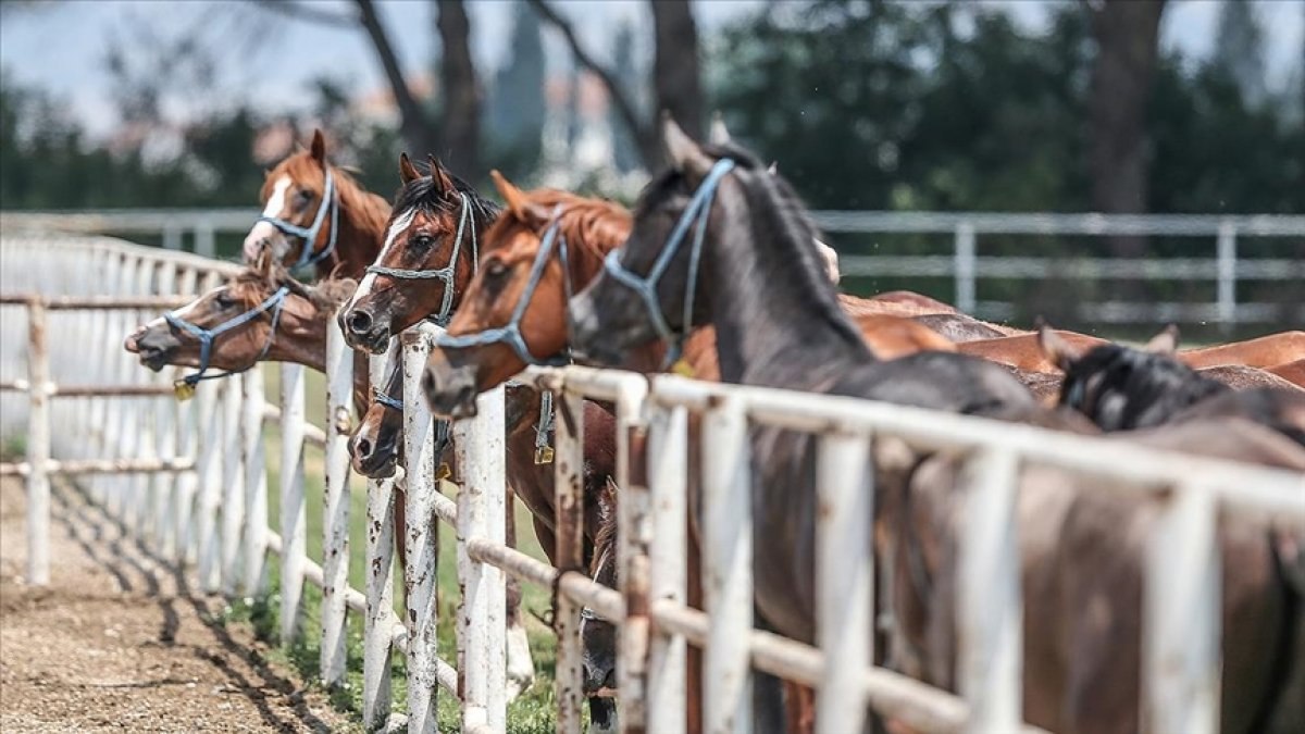 TİGEM 15 safkan elit Arap koşu tayı satacak TİGEM 15 safkan elit Arap koşu tayı satacak