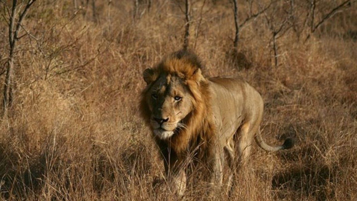 İran'da kafesinden kaçan aslan bakıcısını öldürdü