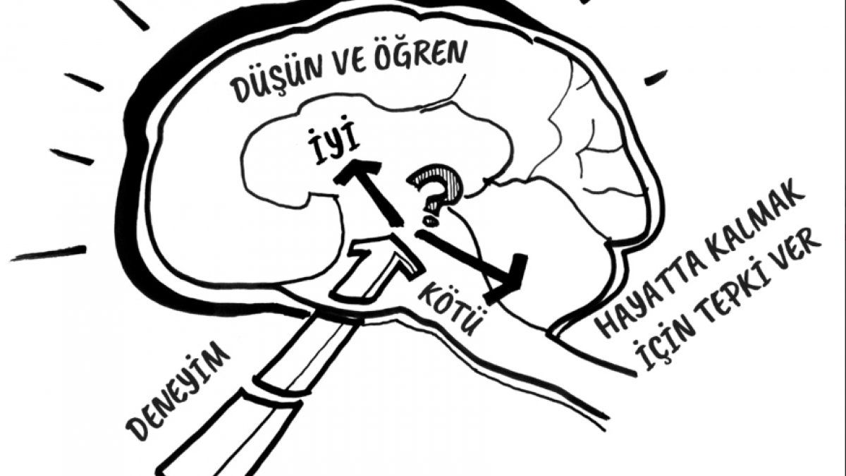 Ergenlik hakkında bildiğiniz her şeyi unutun: Olağandışı Ergen Beyni