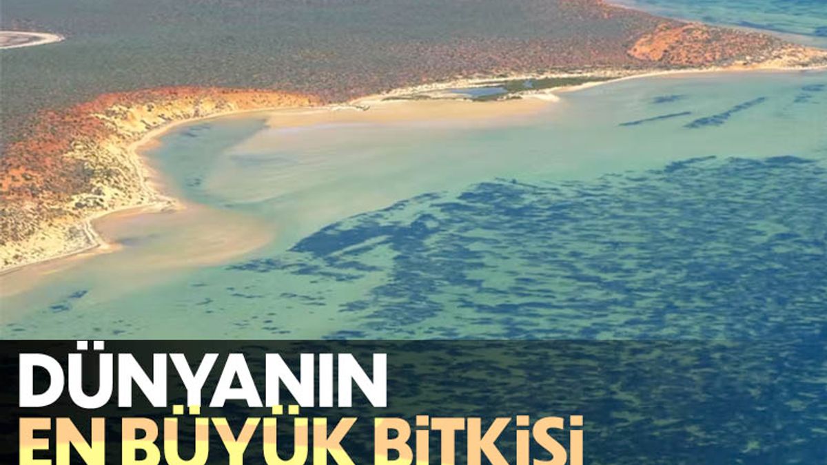 Bilim insanları, dünyanın en büyük bitkisini keşfetti