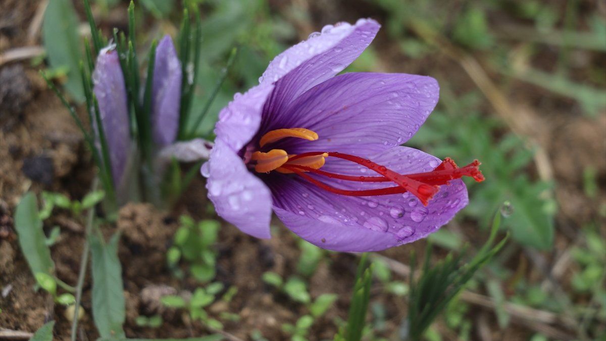 Safranbolu'da çiçek açan safranda hasat başladı