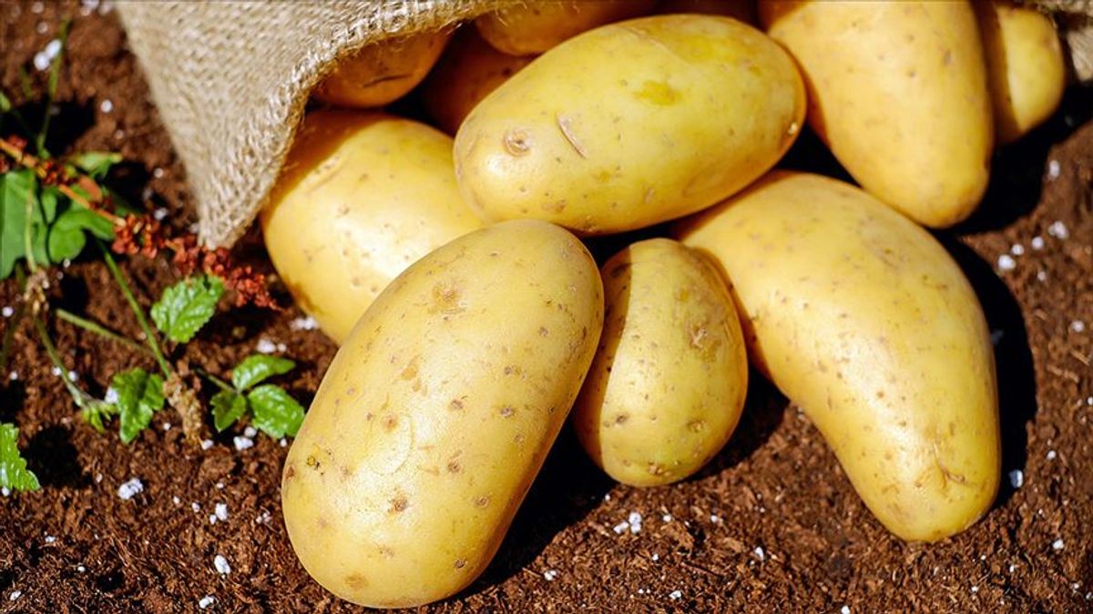 Patates, bu sene üreticinin yüzünü güldürecek Patates, bu sene üreticinin yüzünü güldürecek