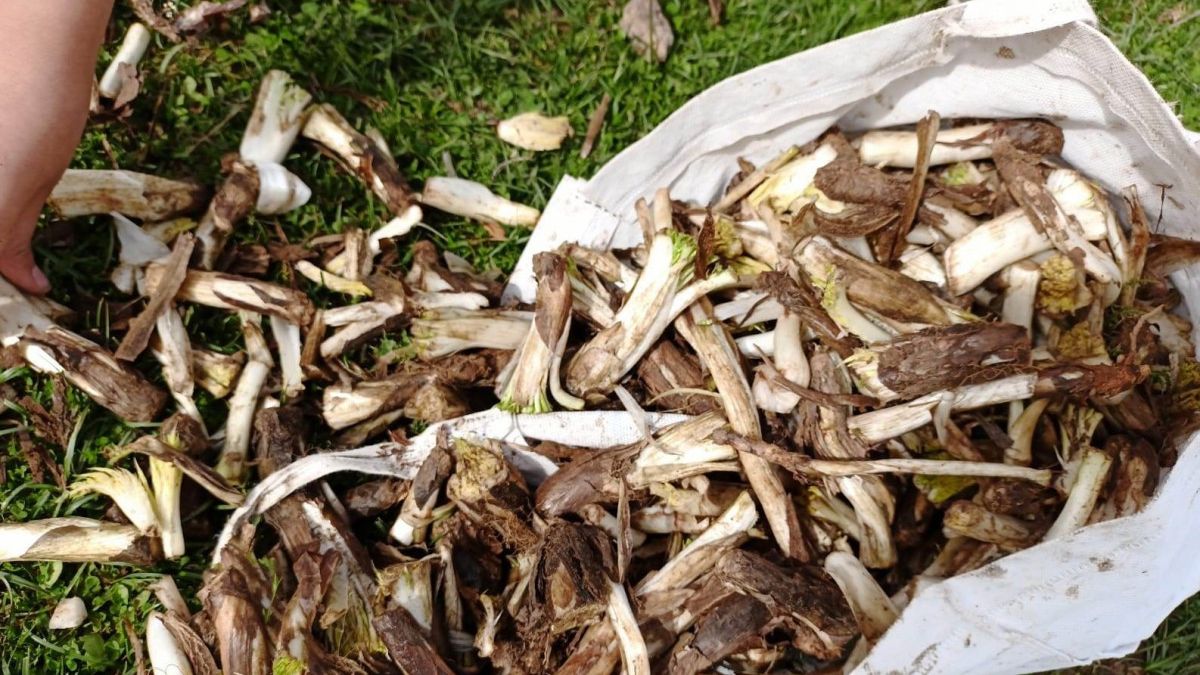 Batman'da toplanıyor! Baharın müjdecisi kenger bitkisi hem sağlığa hem ...