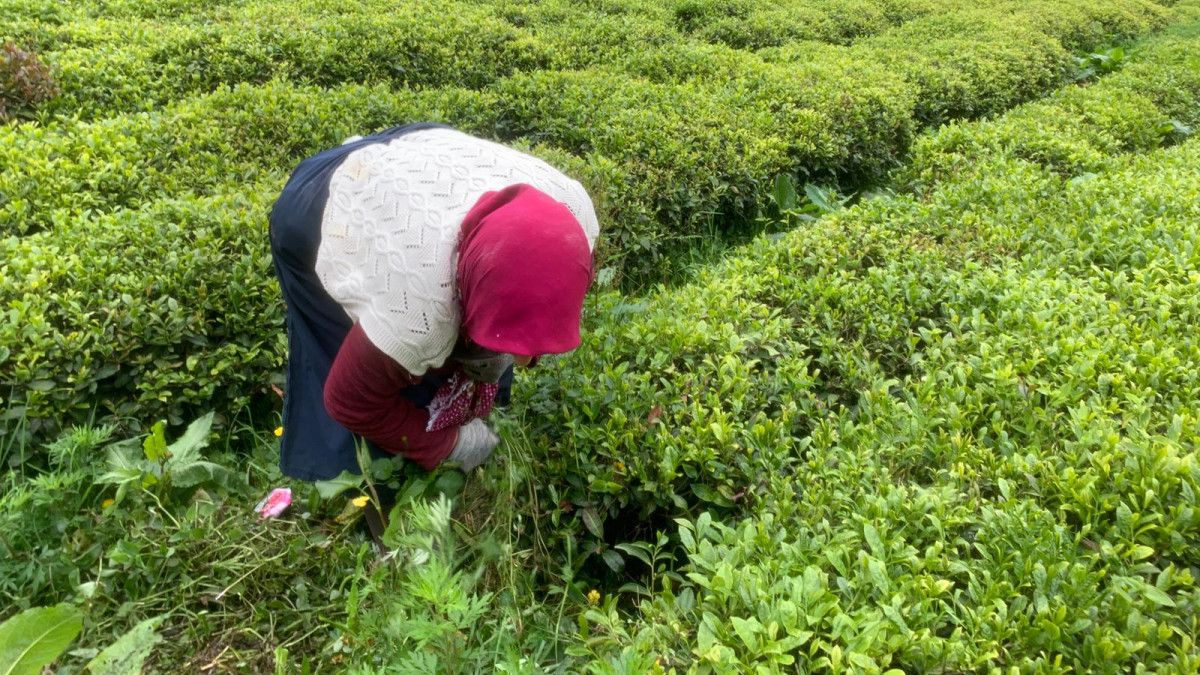 Doğu Karadeniz’de çay hasadı dönemi yaklaşıyor