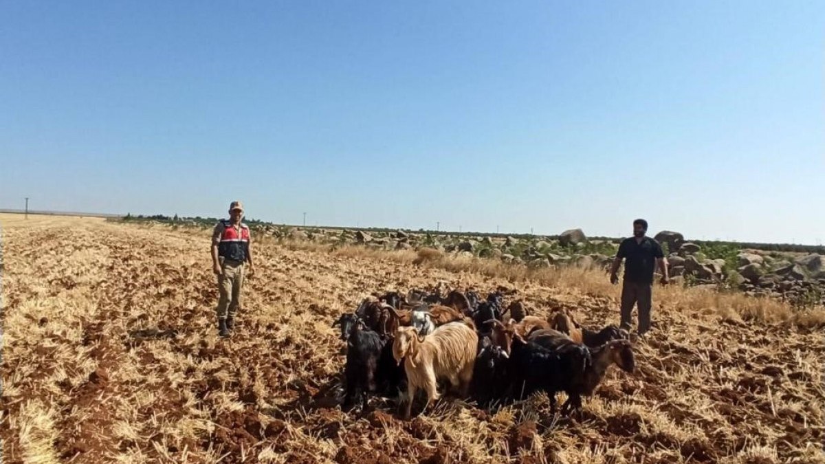 Kilis’te kaybolan 15 küçükbaş hayvanı Jandarma buldu Kilis’te kaybolan 15 küçükbaş hayvanı Jandarma buldu