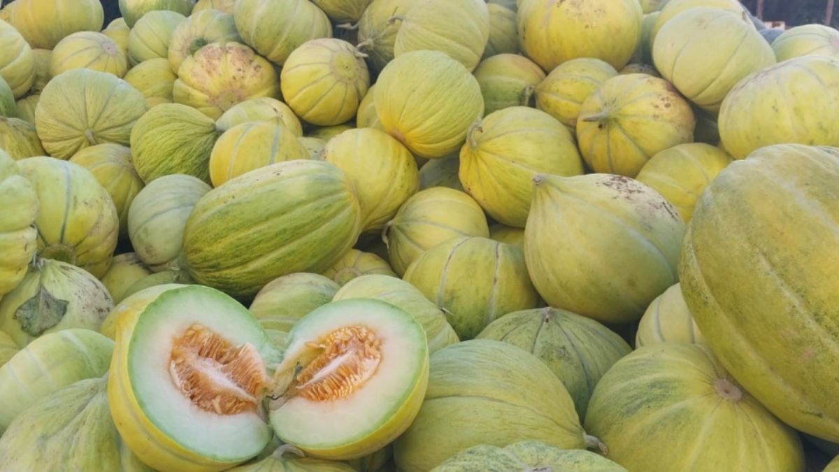 Çorum'un meşhur '10 dilim kavunu' tezgahlarda yerini aldı