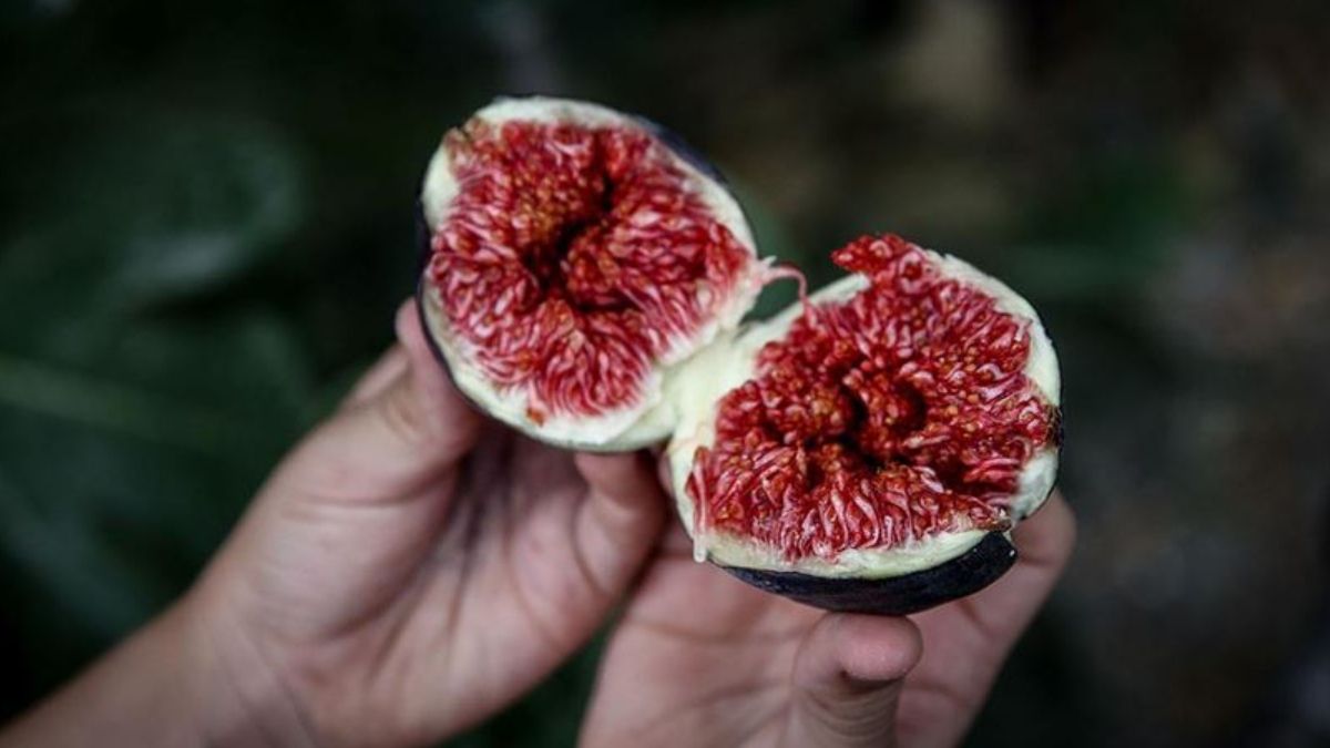 Bir deneyin! İnciri sütte bekletip içerseniz...