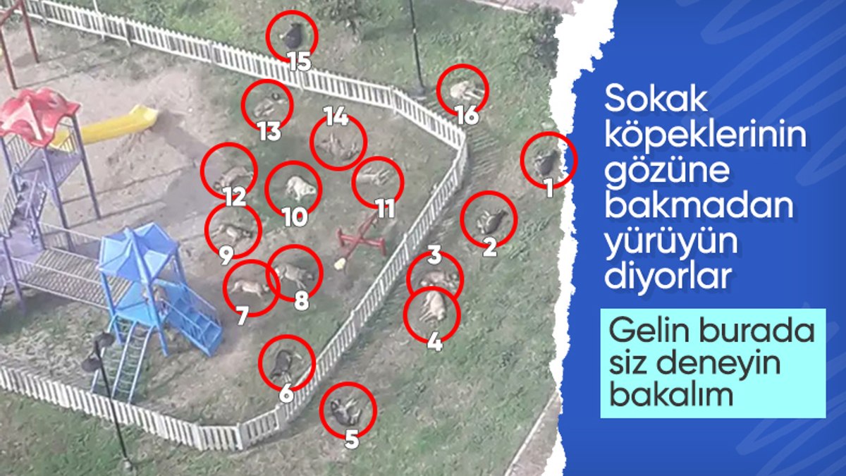 Çocuk parkını mesken tutan sokak köpekleri Çocuk parkını mesken tutan sokak köpekleri