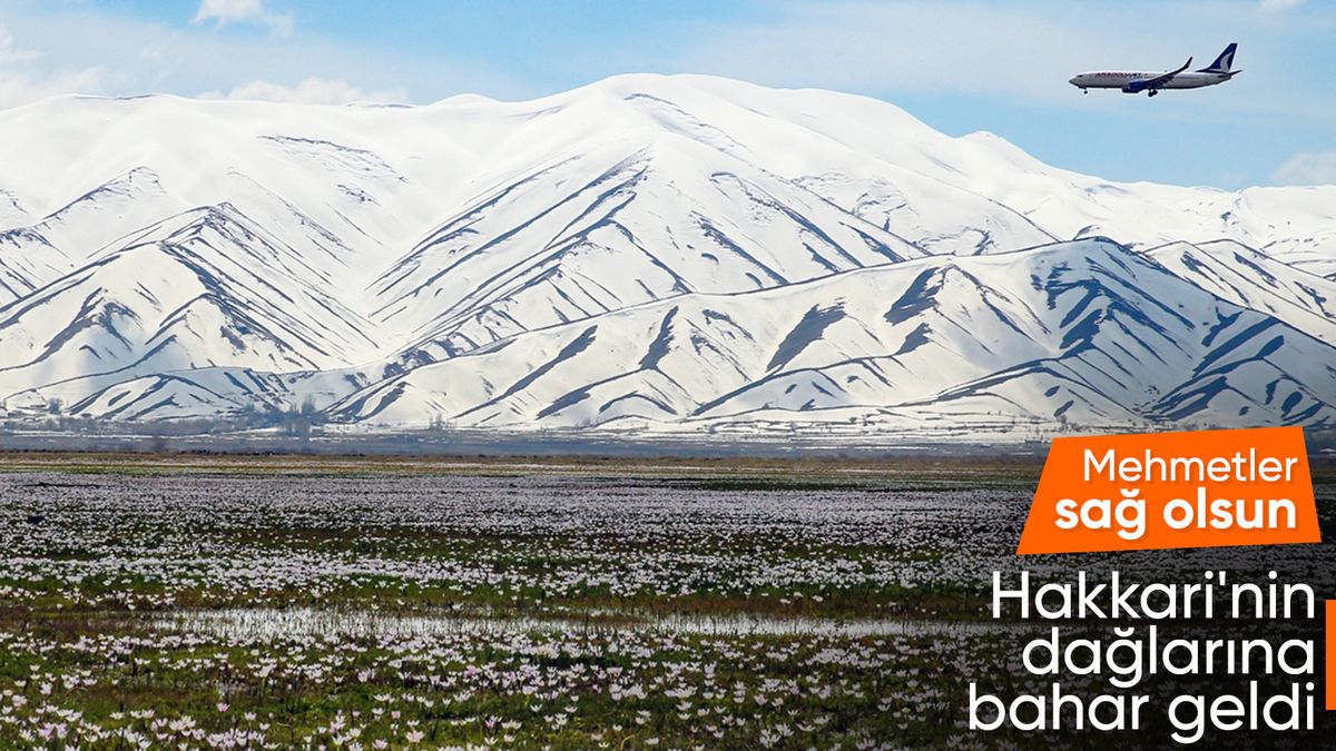 Hakkari Yüksekova renklendi: Çiçek açan çiğdemler büyülüyor