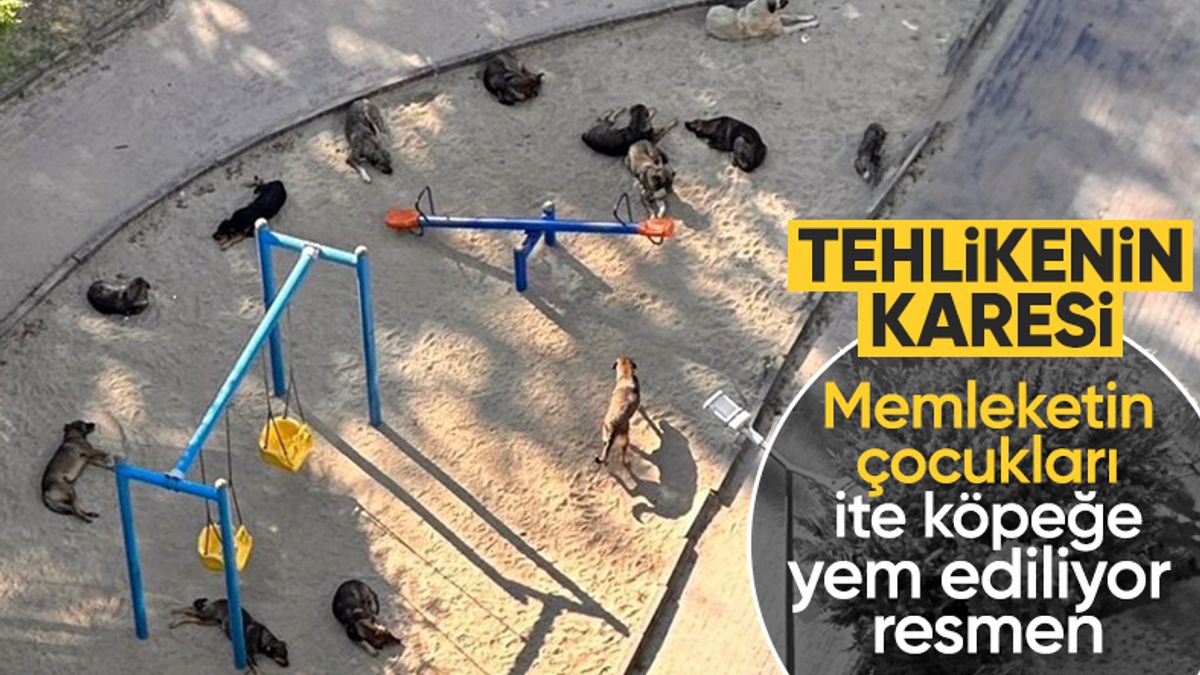 Çocuk parkını mesken tutan sokak köpeği çetesi Çocuk parkını mesken tutan sokak köpeği çetesi
