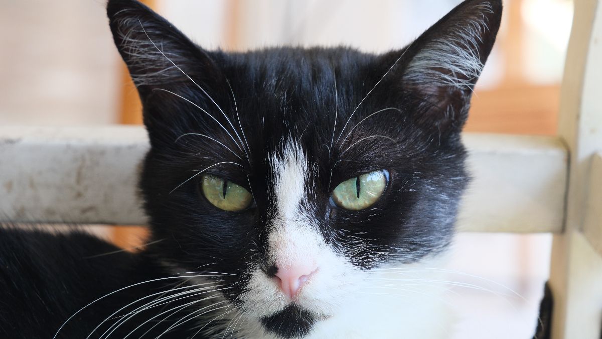 Adana'nın asabi kedisi: Dikkat tırmalar