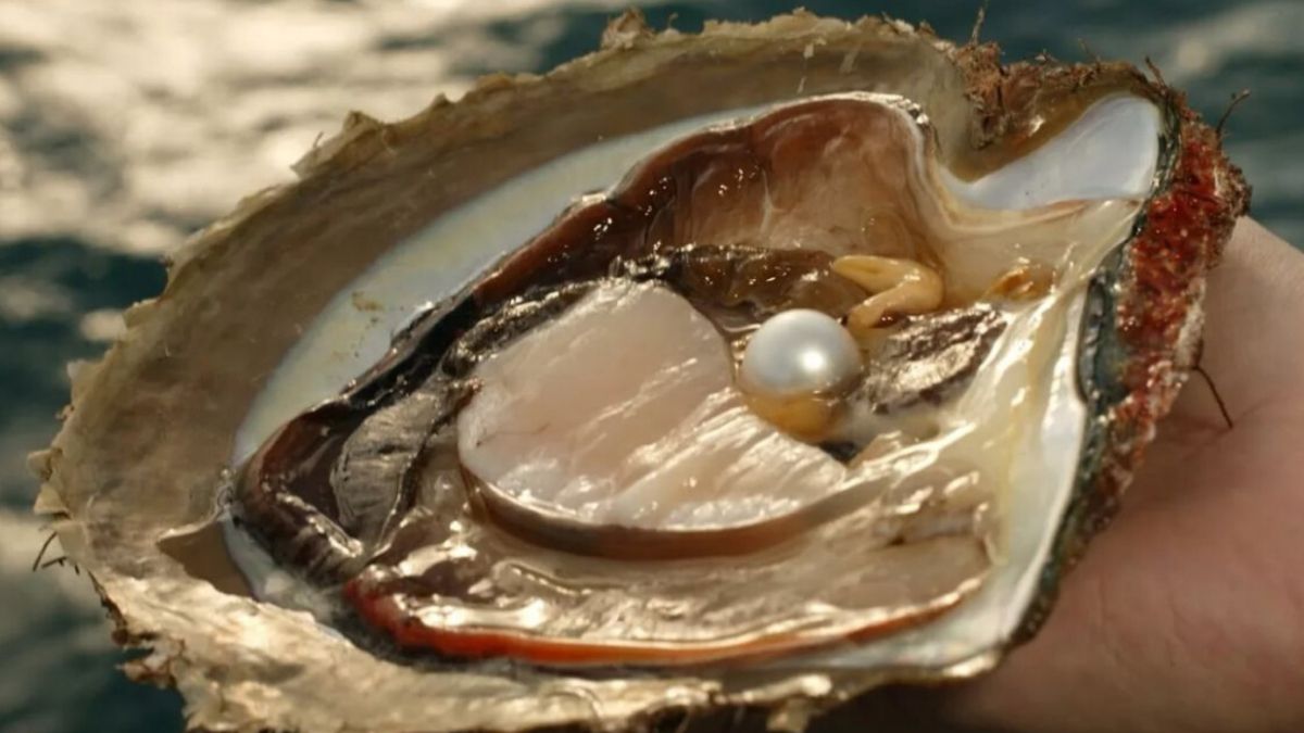 İncilerin oluşumu: İstiridyeler nasıl inci üretir