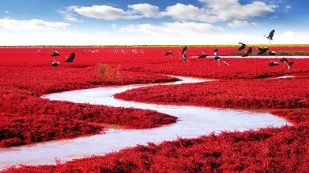 Çin’de görmeniz gereken en güzel yer: Kırmızı sahil