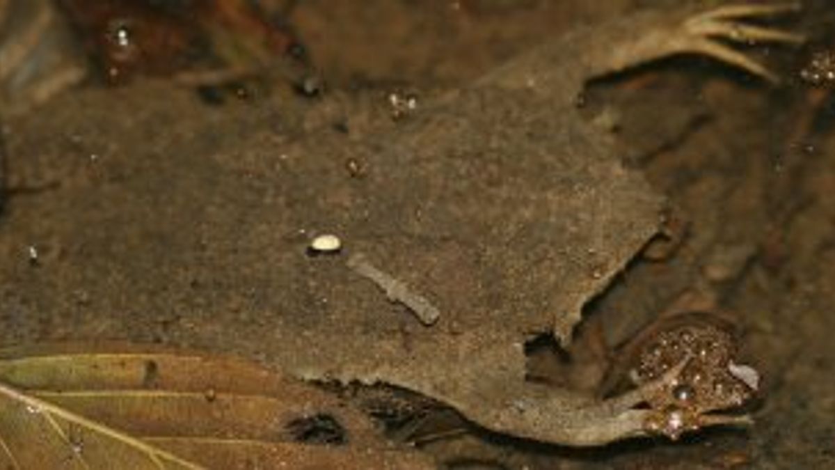 Surinam Kurbağası: Pipa Pipa