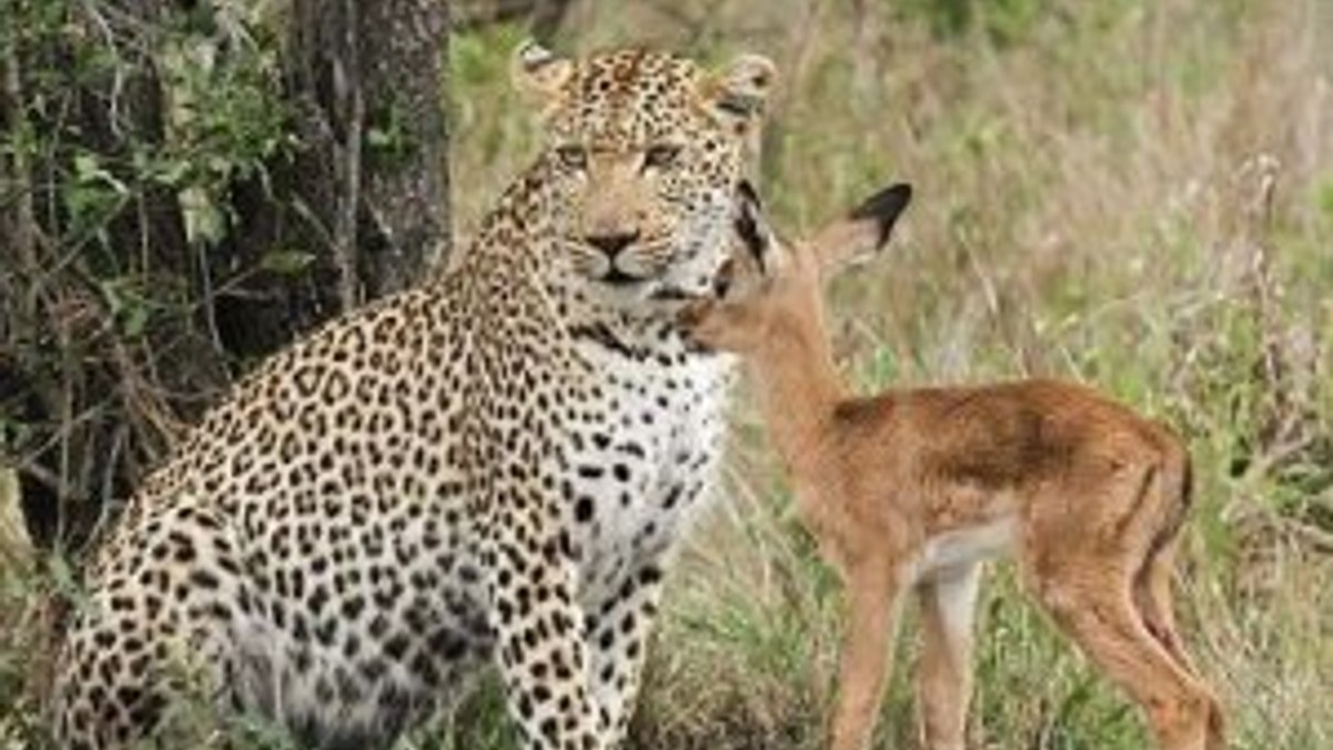 Yavru antilop ile leoparın inanılmaz dostluğu - Yaşam haberleri Yavru antilop ile leoparın inanılmaz dostluğu - Yaşam haberleri