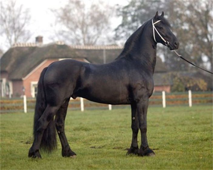 Dünya'da nadir bilinen 10 at cinsi - Hayvanlar Alemi haberleri